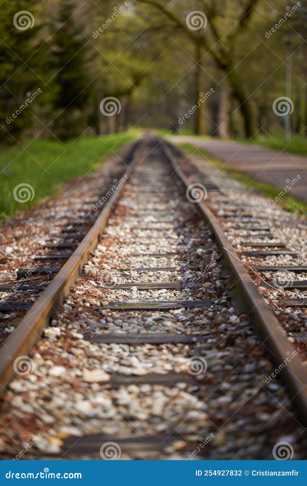 Railway Track in the Forest. Forest Railway Track View Stock Photo ...