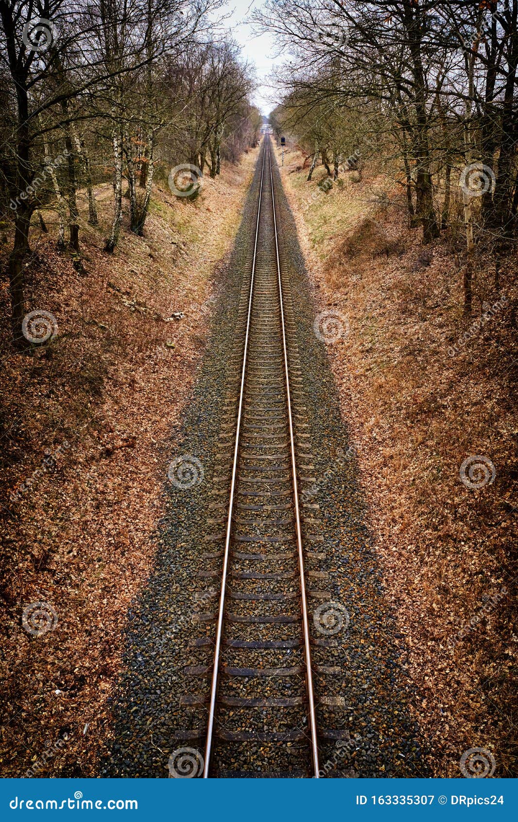 Railway Tracks in the Forest Stock Image - Image of forest, transit ...