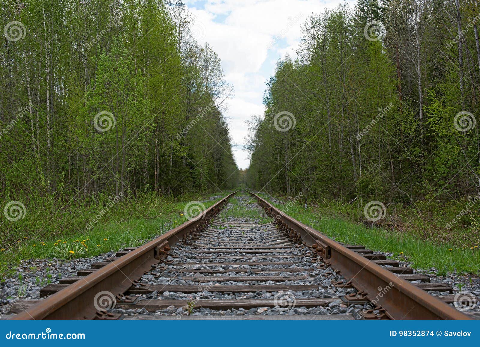 Railway Tracks in the Forest Stock Photo - Image of plant, iron: 98352874