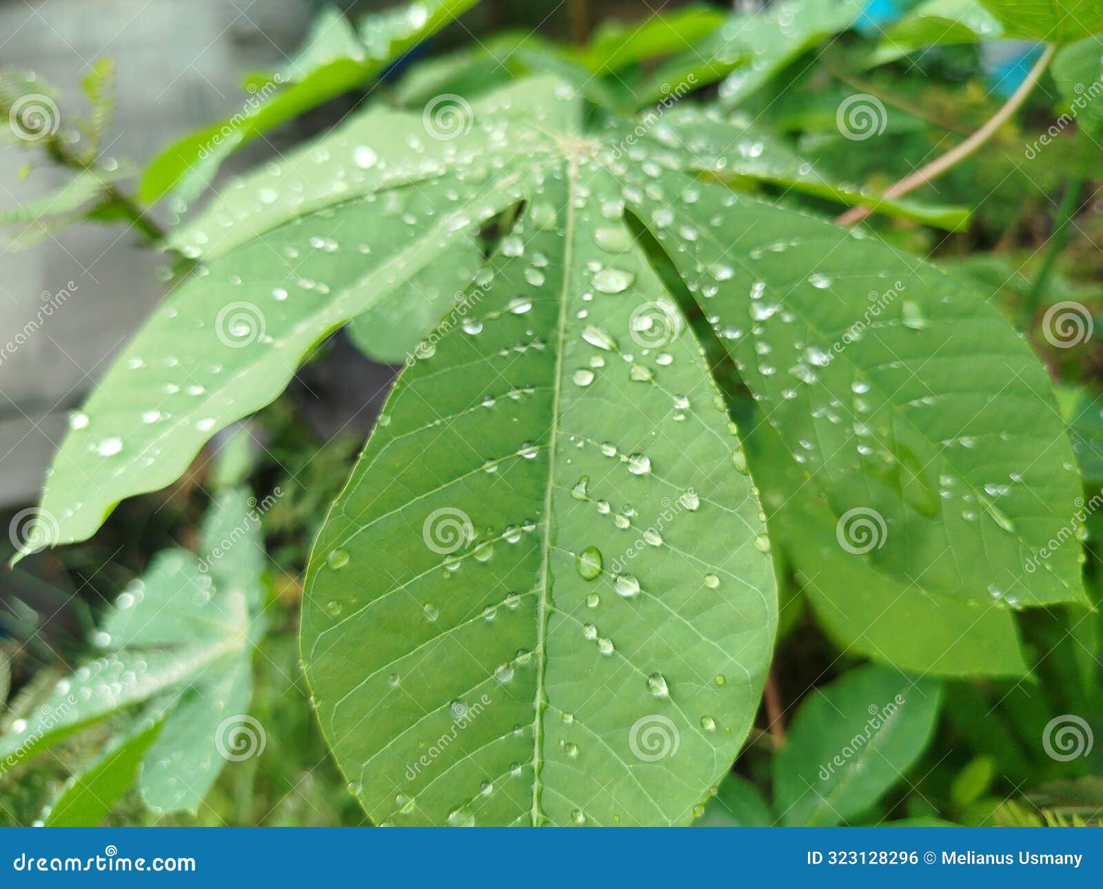 Raim Drop in Green Cassava Leaves Stock Photo - Image of leaf, flower ...
