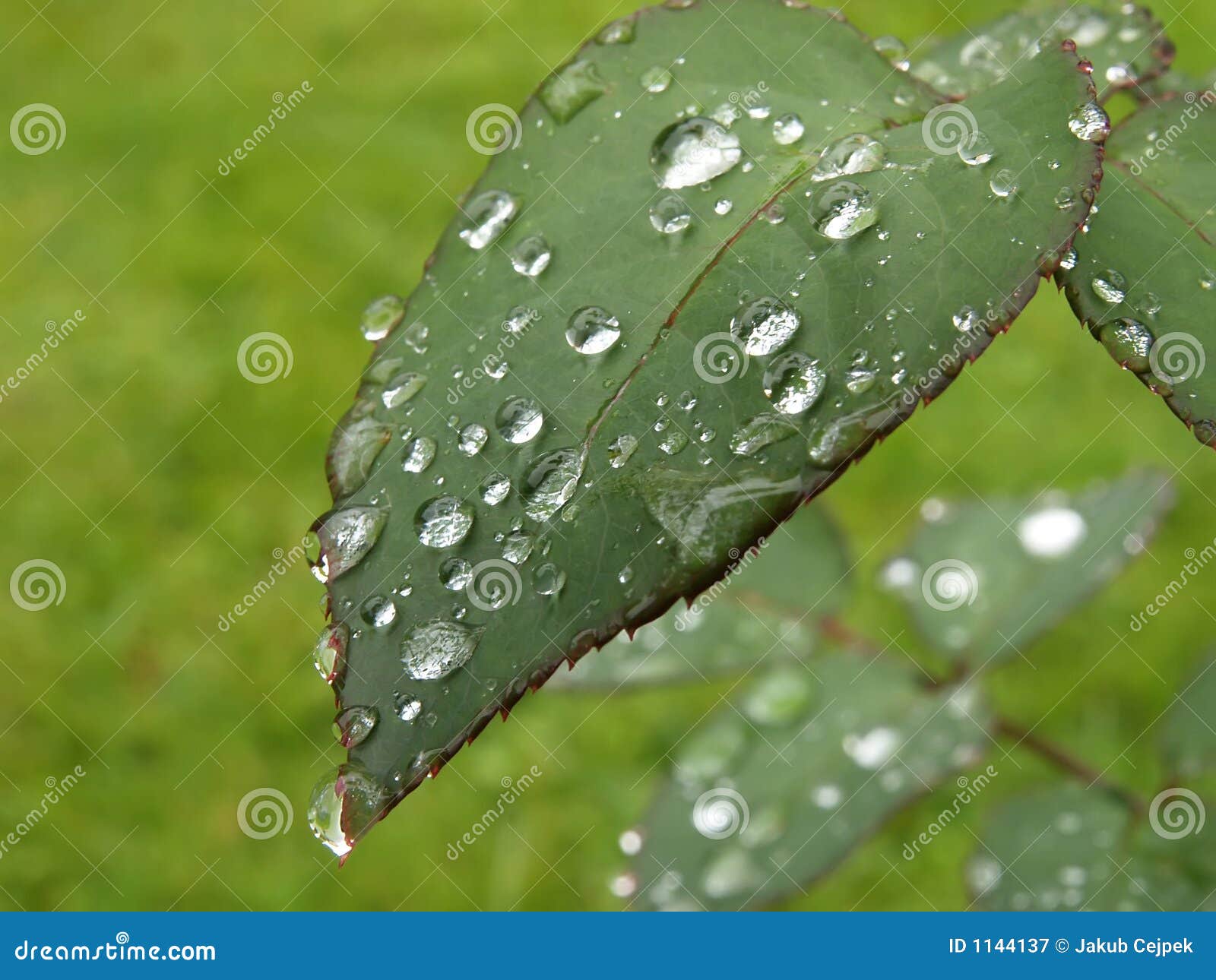 After the rain stock image. Image of water, wash, rain - 1144137