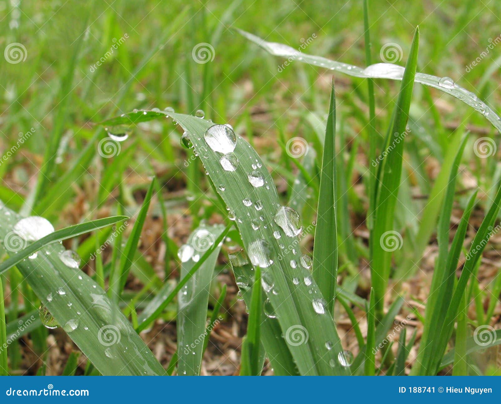 After the rain stock image. Image of green, fresh, rain - 188741