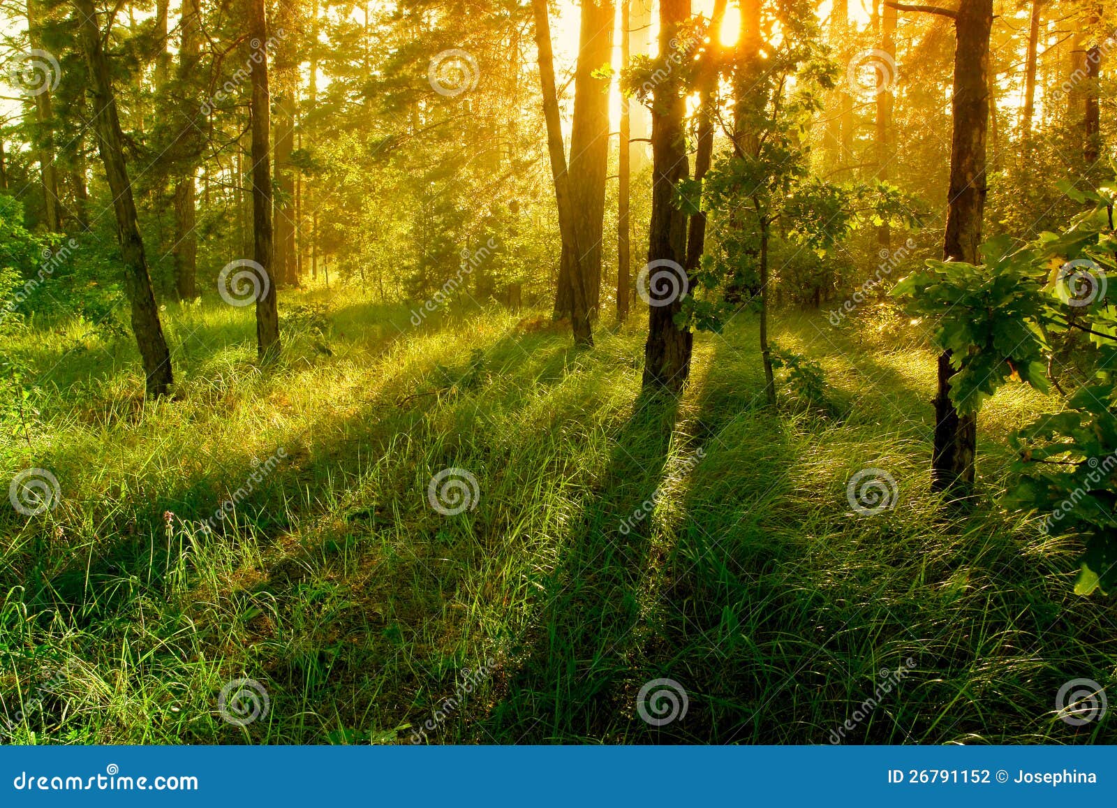 After rain stock photo. Image of nature, paint, foliage - 26791152