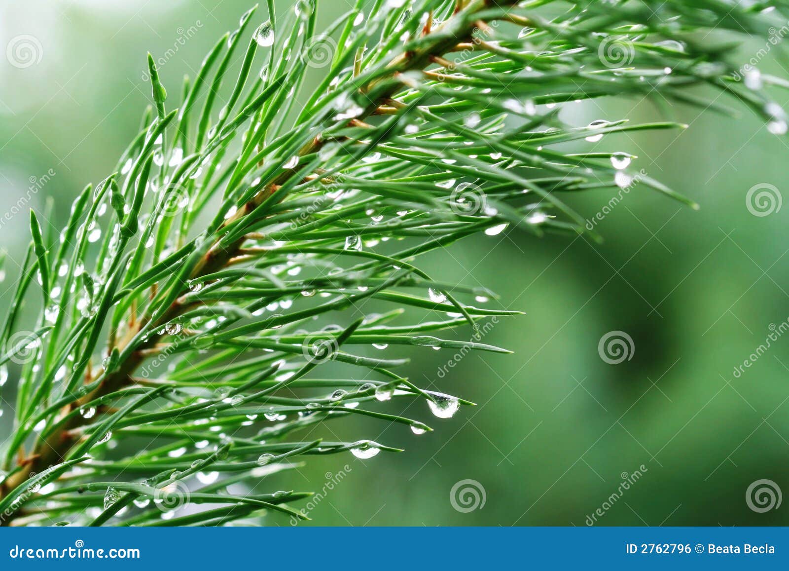 After rain stock photo. Image of tree, outdoors, summer - 2762796