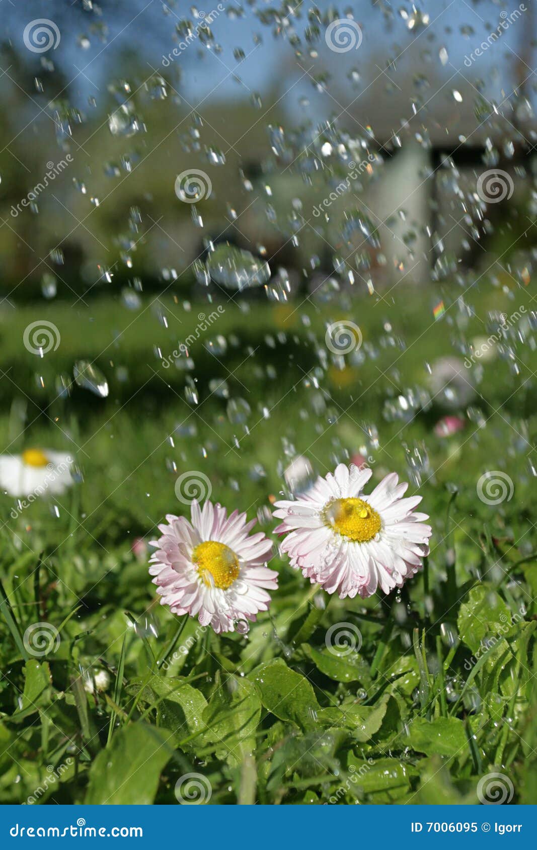 Rain stock image. Image of transparent, daisy, beautiful - 7006095