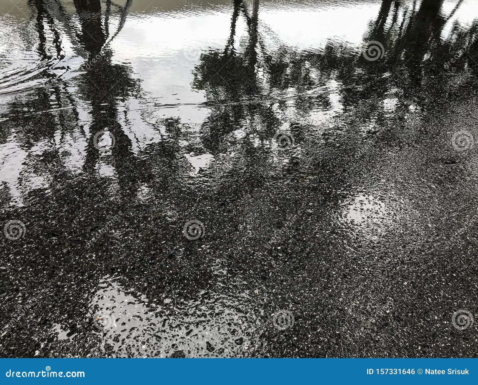 Rain on the Asphalt Road with Tree Shadow Reflection in the Park Stock ...