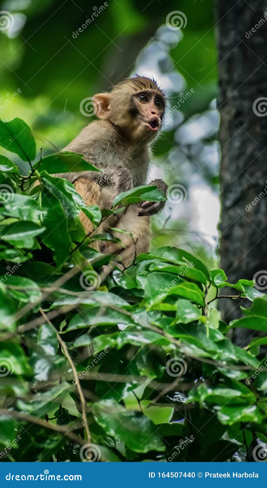 Rain and Baby Monkey stock photo. Image of baby, wild - 164507440