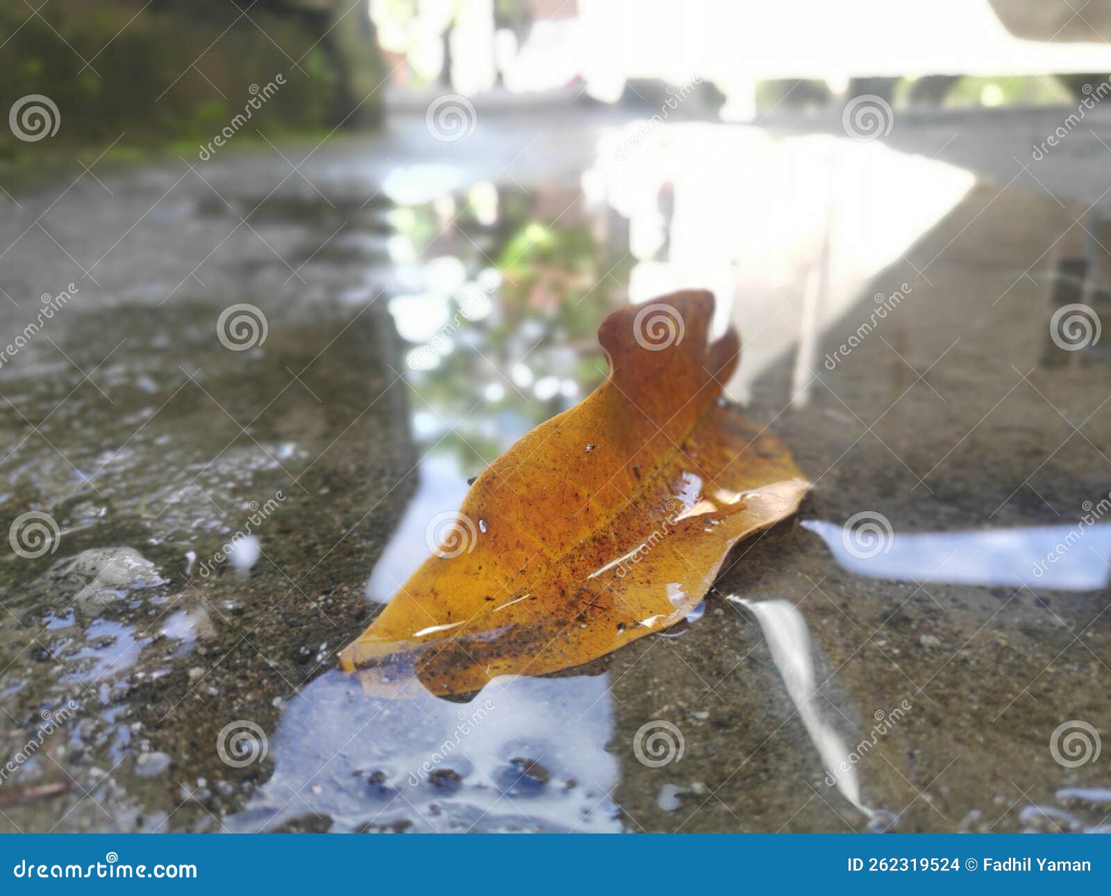 Focused on the Object of the Leaf Being Flooded Stock Photo - Image of ...