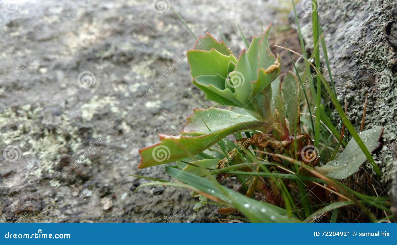 Rain on cactus stock image. Image of dogs, deer, cacti - 72204921