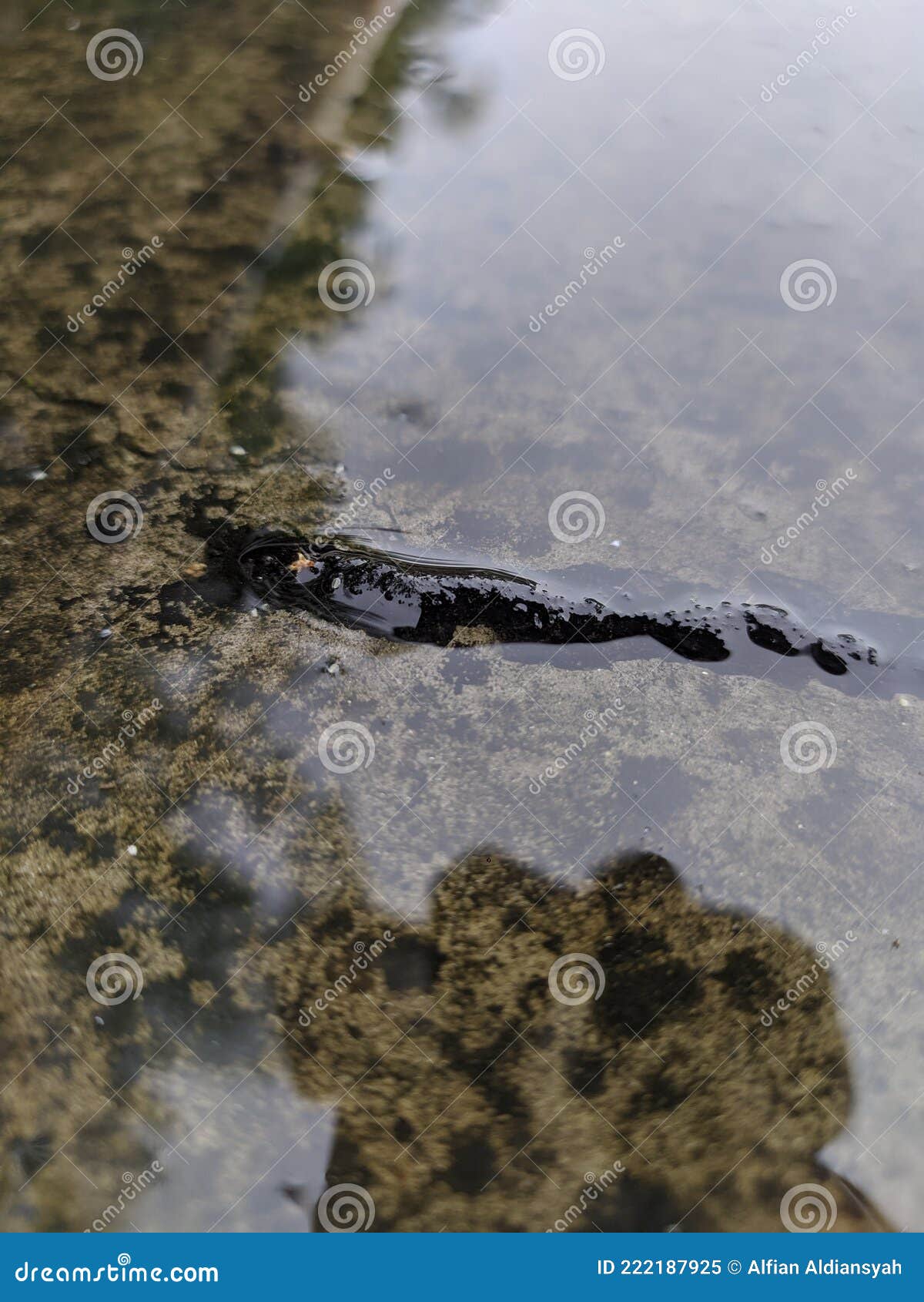 Puddle after rain stock image. Image of puddles, puddle - 222187925