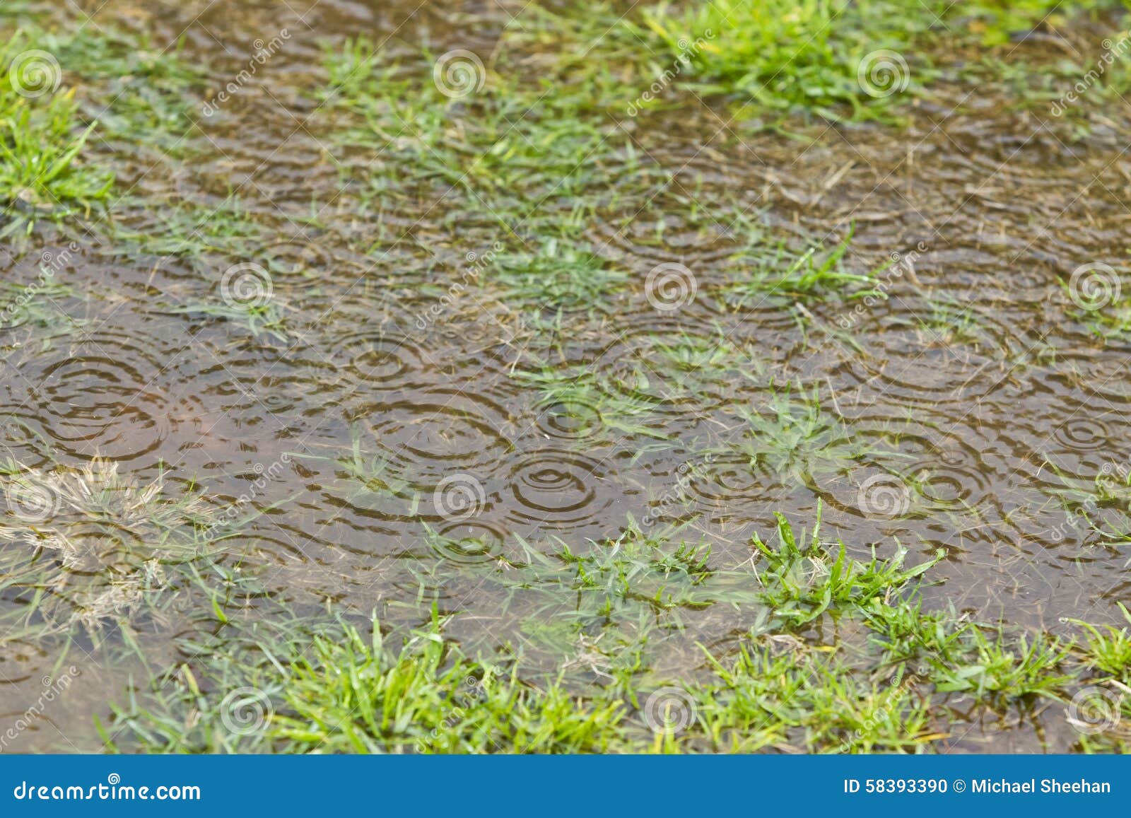 Rain Causing Splashes and Puddles on a Patch of Grass Stock Photo ...