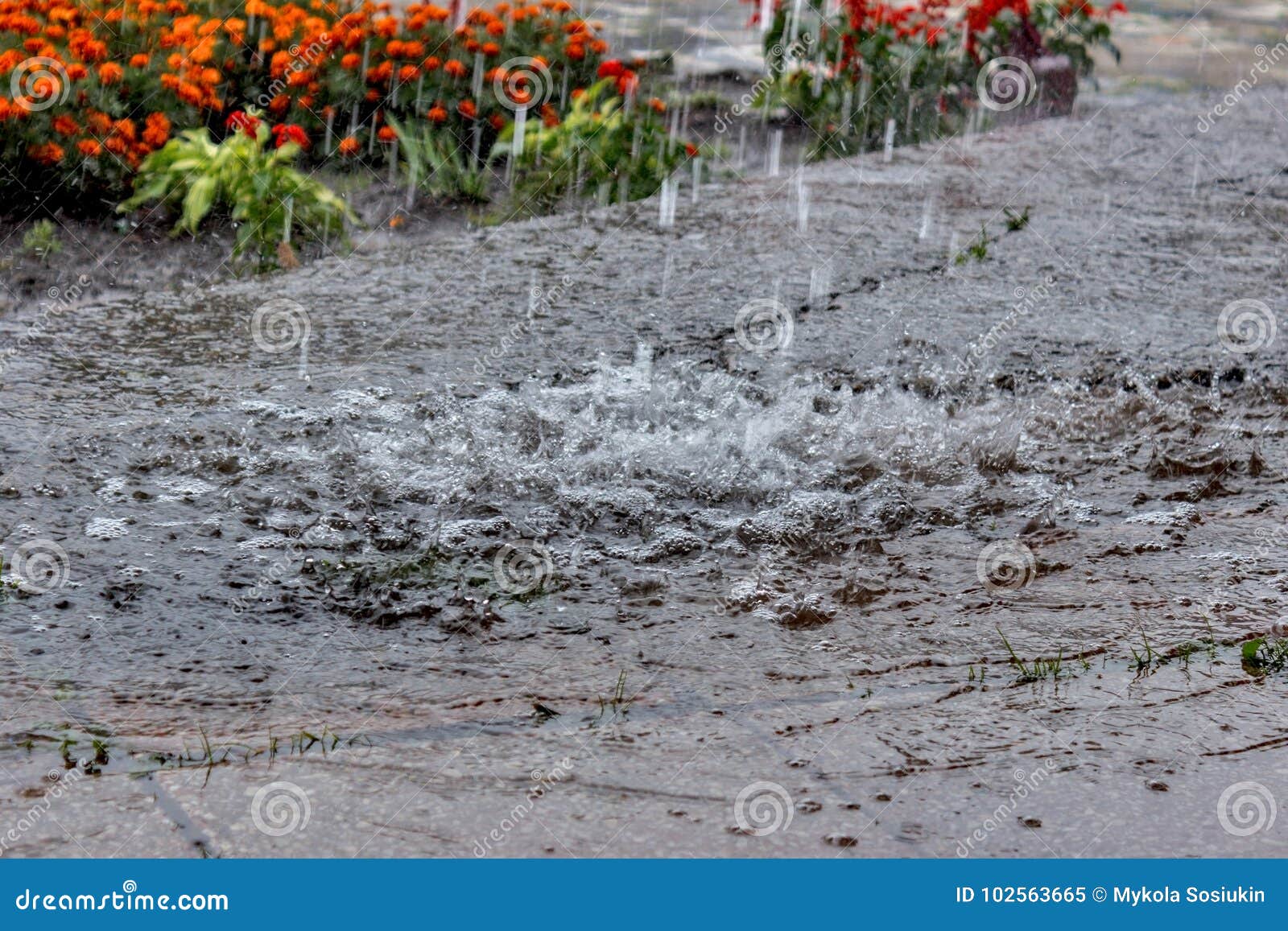 Rain in the City, the Rain Drips into a Puddle Stock Image - Image of ...