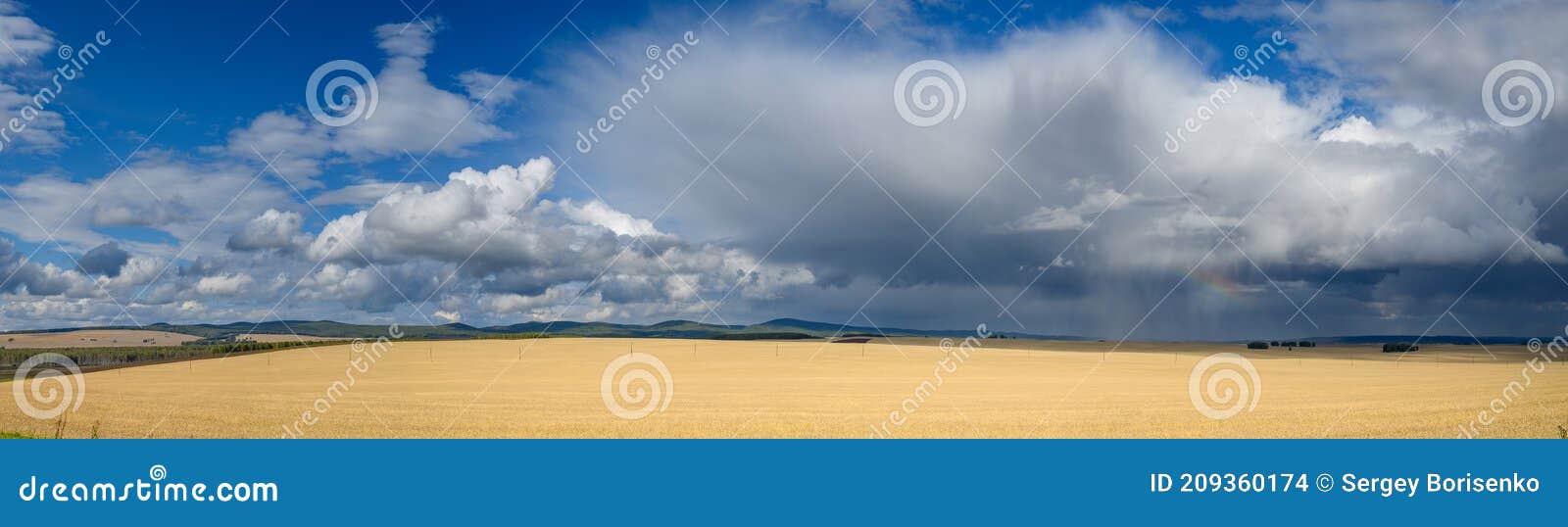 Rain over a wheat field stock photo. Image of meadow - 209360174