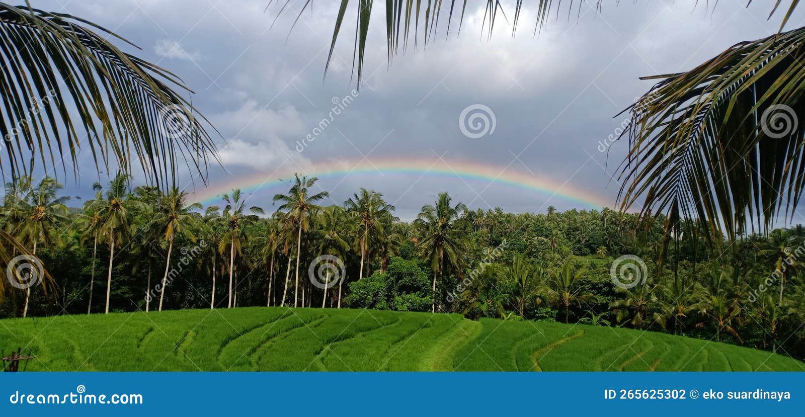 After Rain Comes the Rainbow Stock Photo - Image of agriculture ...