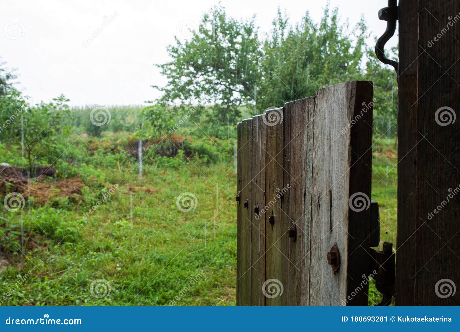 Rain in the Courtyard of a Village House. Green Nature Stock Image ...