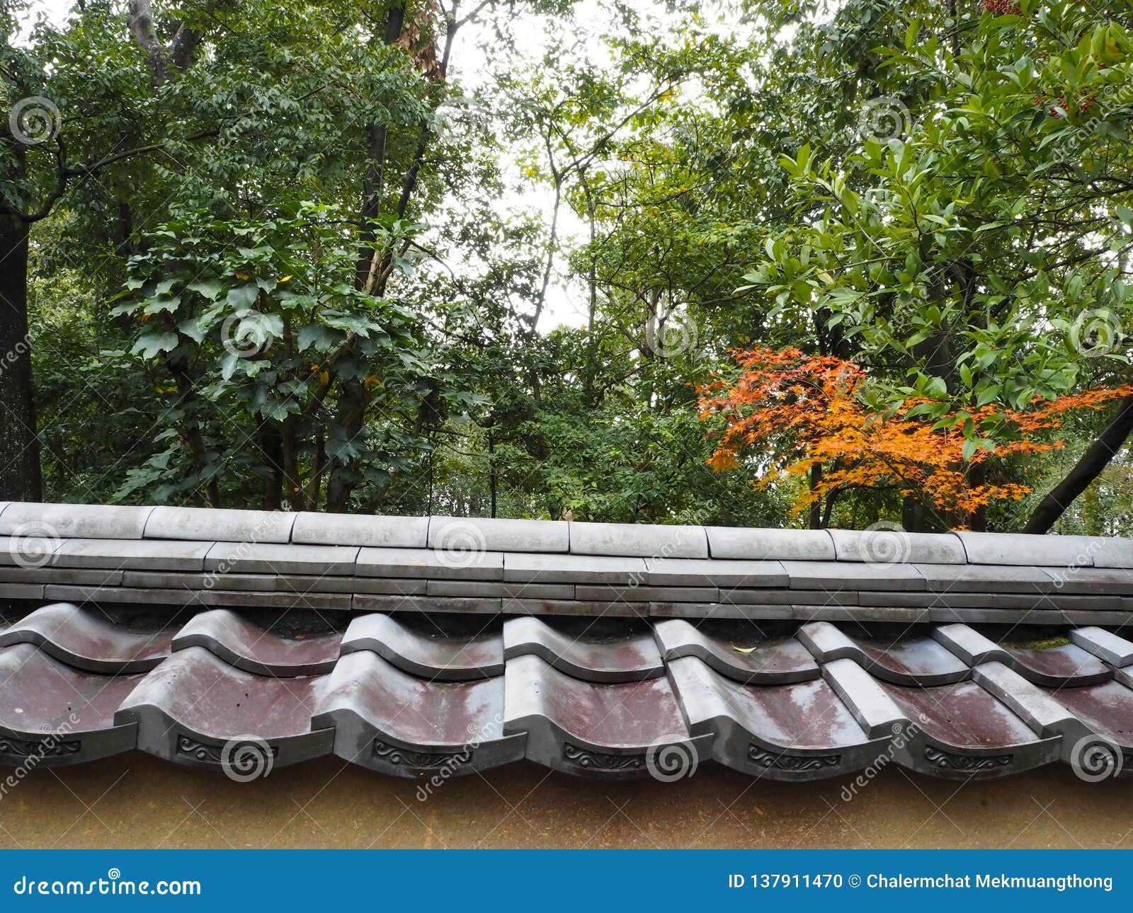 Rain cover for trees stock photo. Image of storm, downpour - 137911470