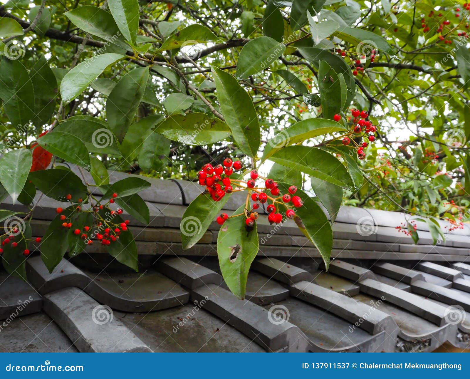 Rain cover for trees stock image. Image of spring, concept - 137911537