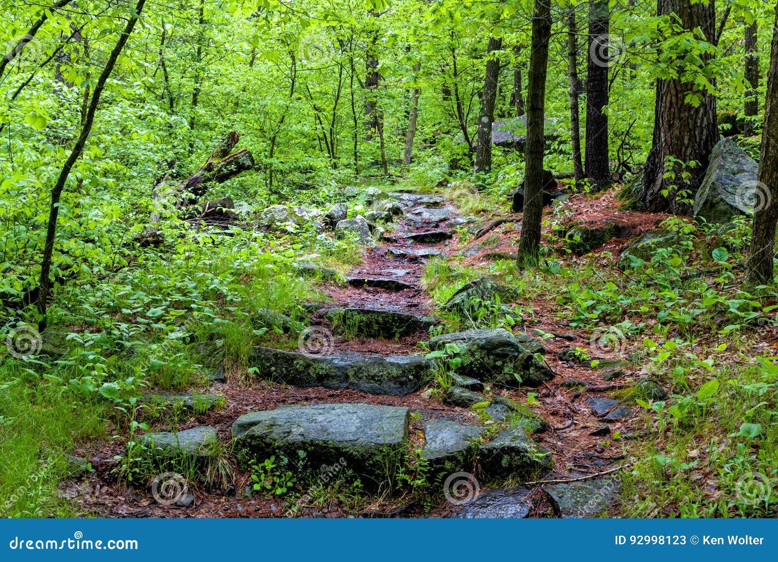 Rain Covered Forest Path stock image. Image of environment - 92998123