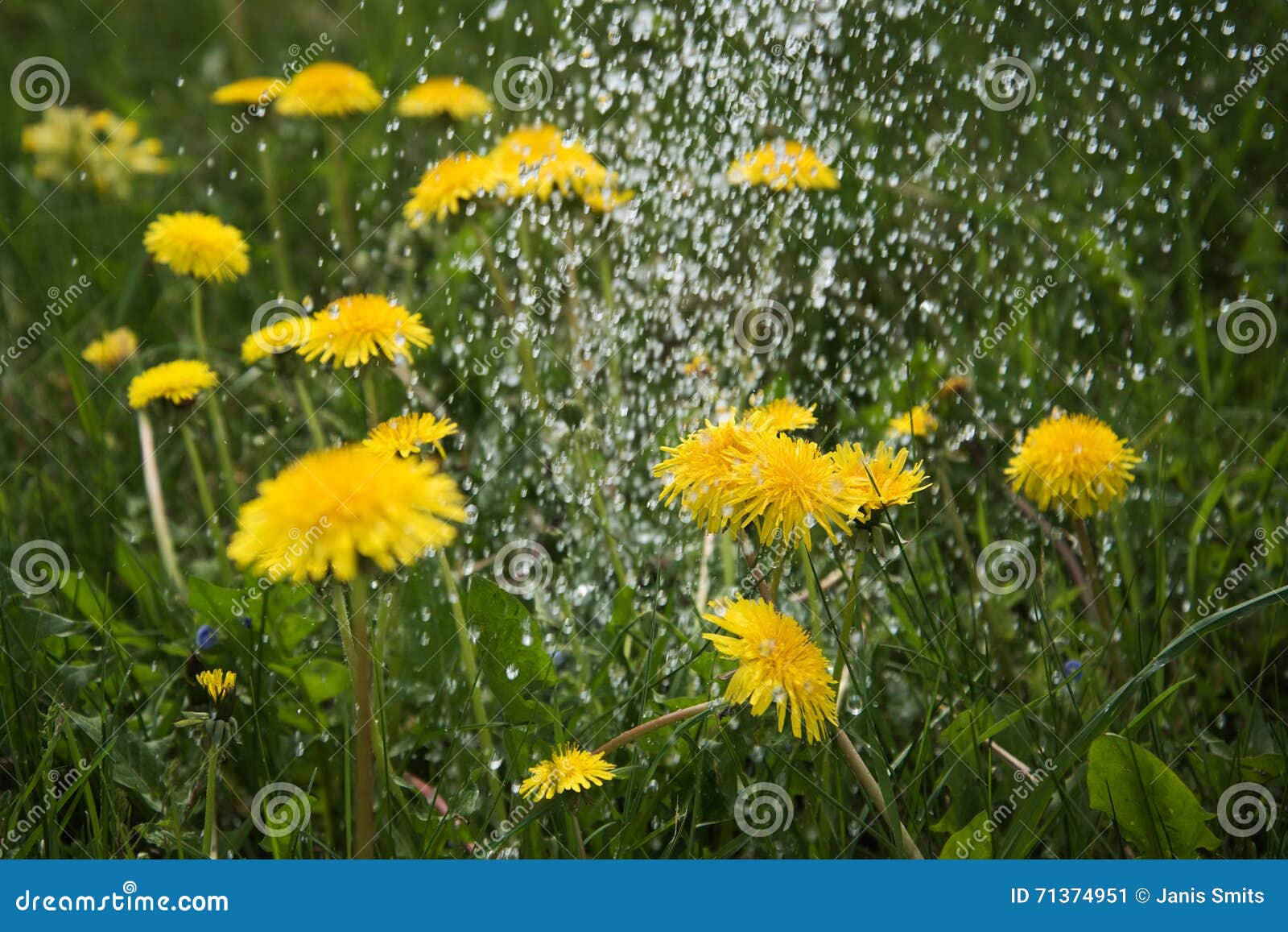 Rain on dandelions. stock image. Image of fall, grass - 71374951