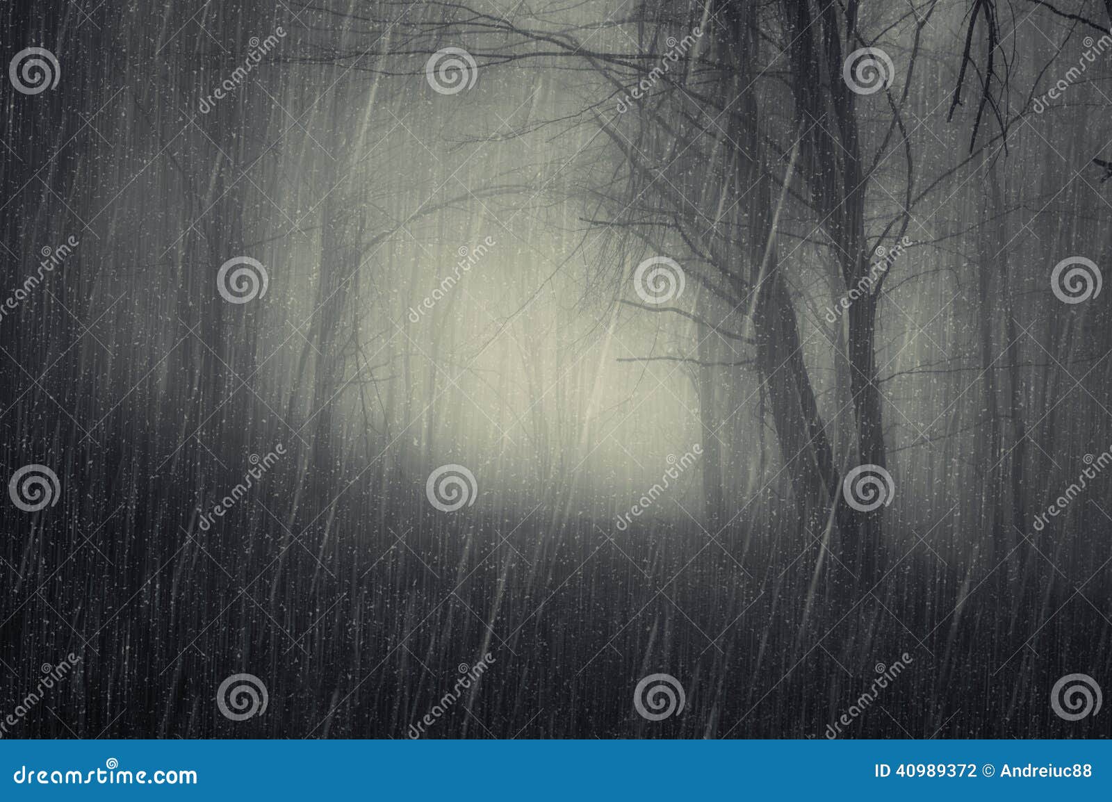 Rain in dark spooky forest stock photo. Image of morning - 40989372