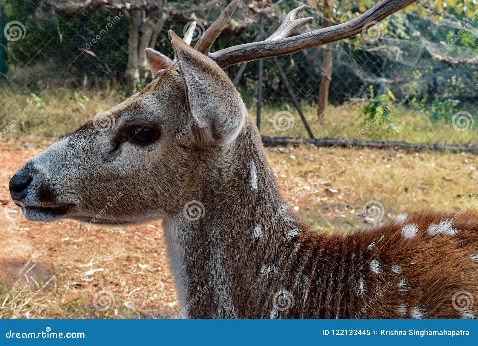 The Rain Deer stock image. Image of mammal, cervus, nature - 122133445