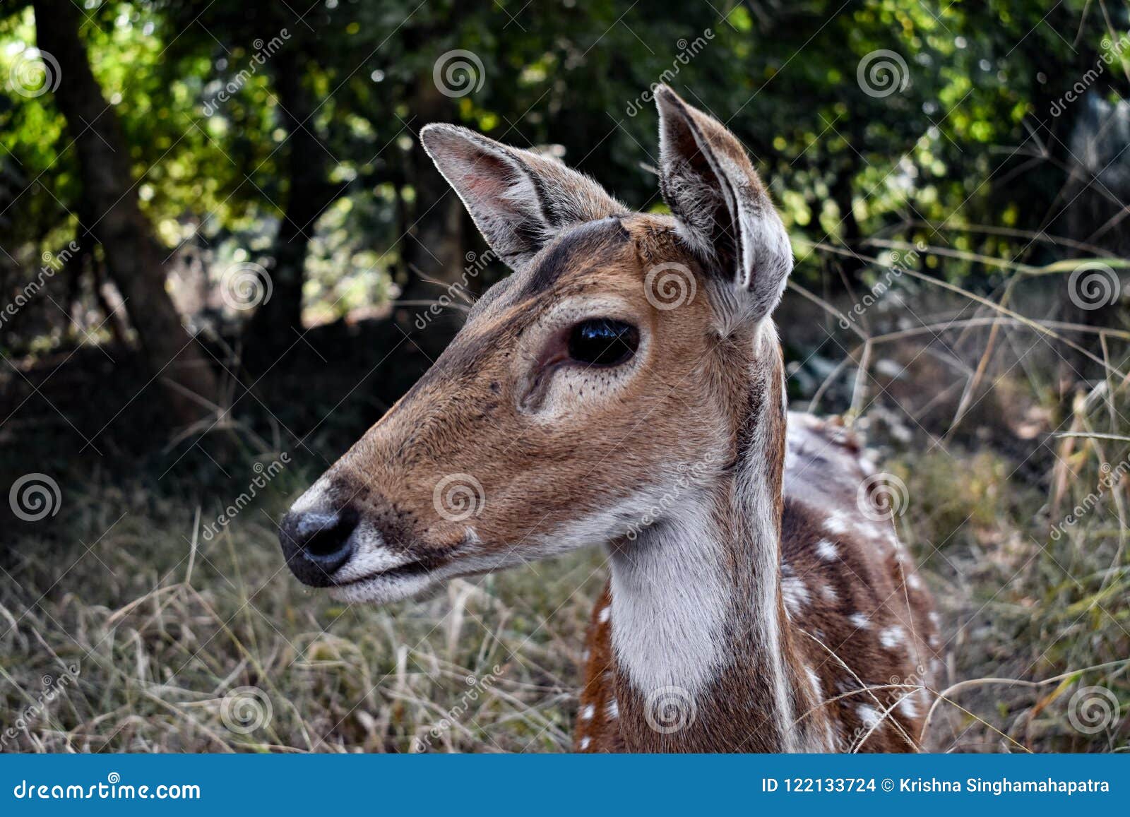 The Rain Deer stock photo. Image of colorful, mammal - 122133724