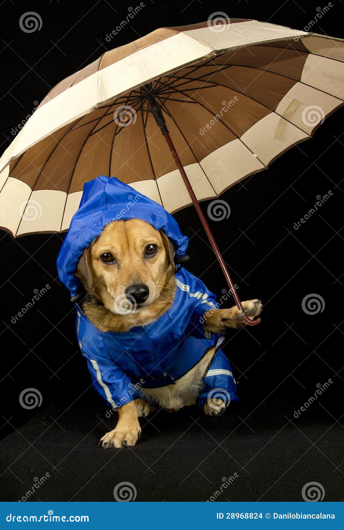 Rain dog stock photo. Image of happy, petting, portrait - 28968824