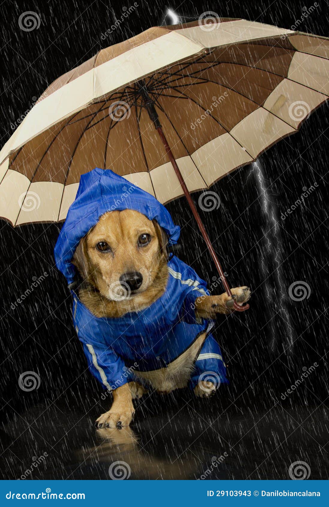 Rain dog stock image. Image of front, blue, boots, bull - 29103943