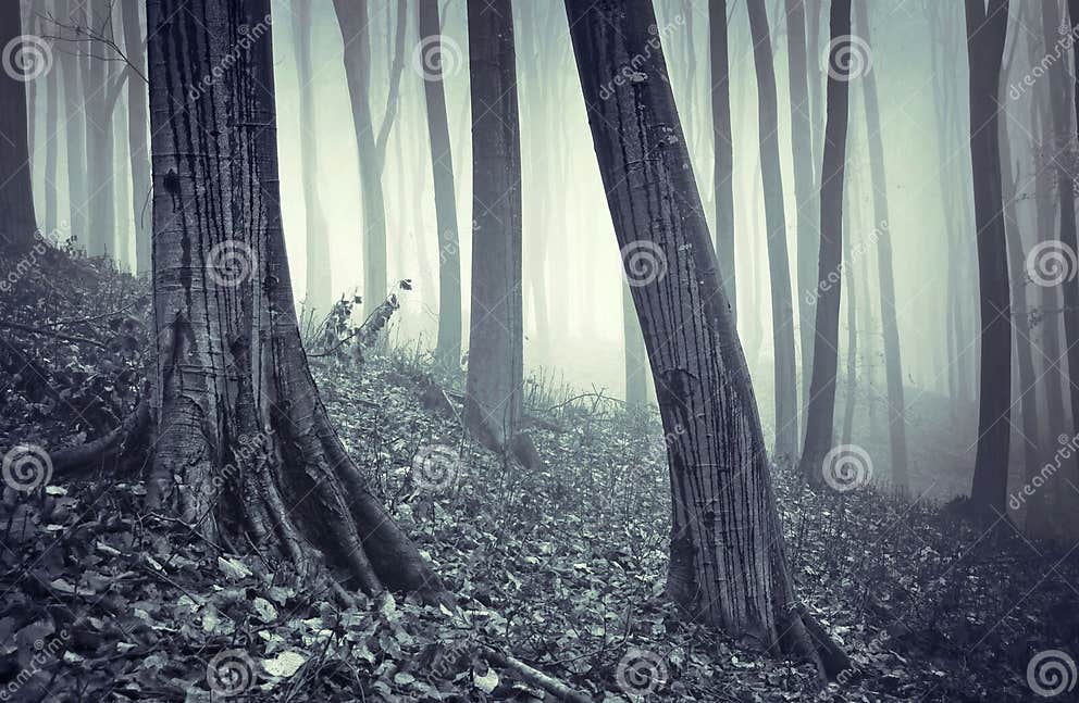 Rain Dripping in a Forest with Fog Stock Image - Image of fantasy ...