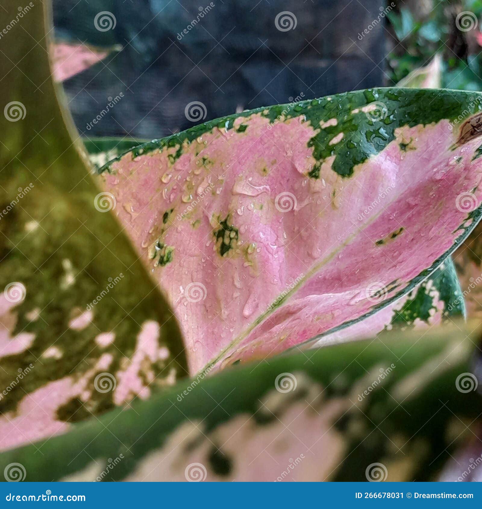 The Rain Dripping on the Leaves is Beautiful Stock Image - Image of ...