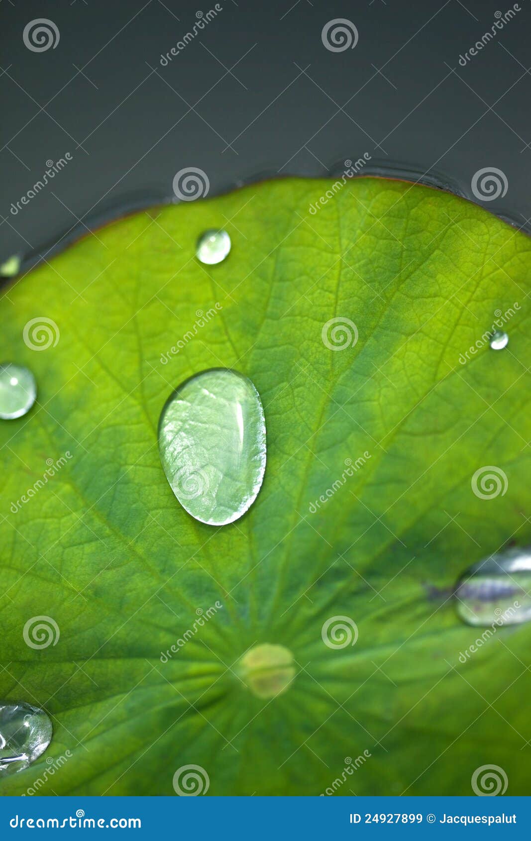 Rain drop stock image. Image of close, detail, drop, nature - 24927899