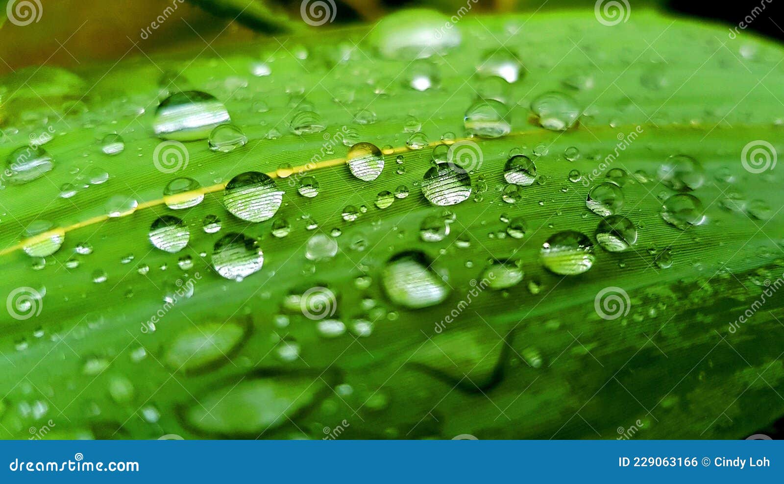 Rain Drop stock photo. Image of morning, flora, nature - 229063166