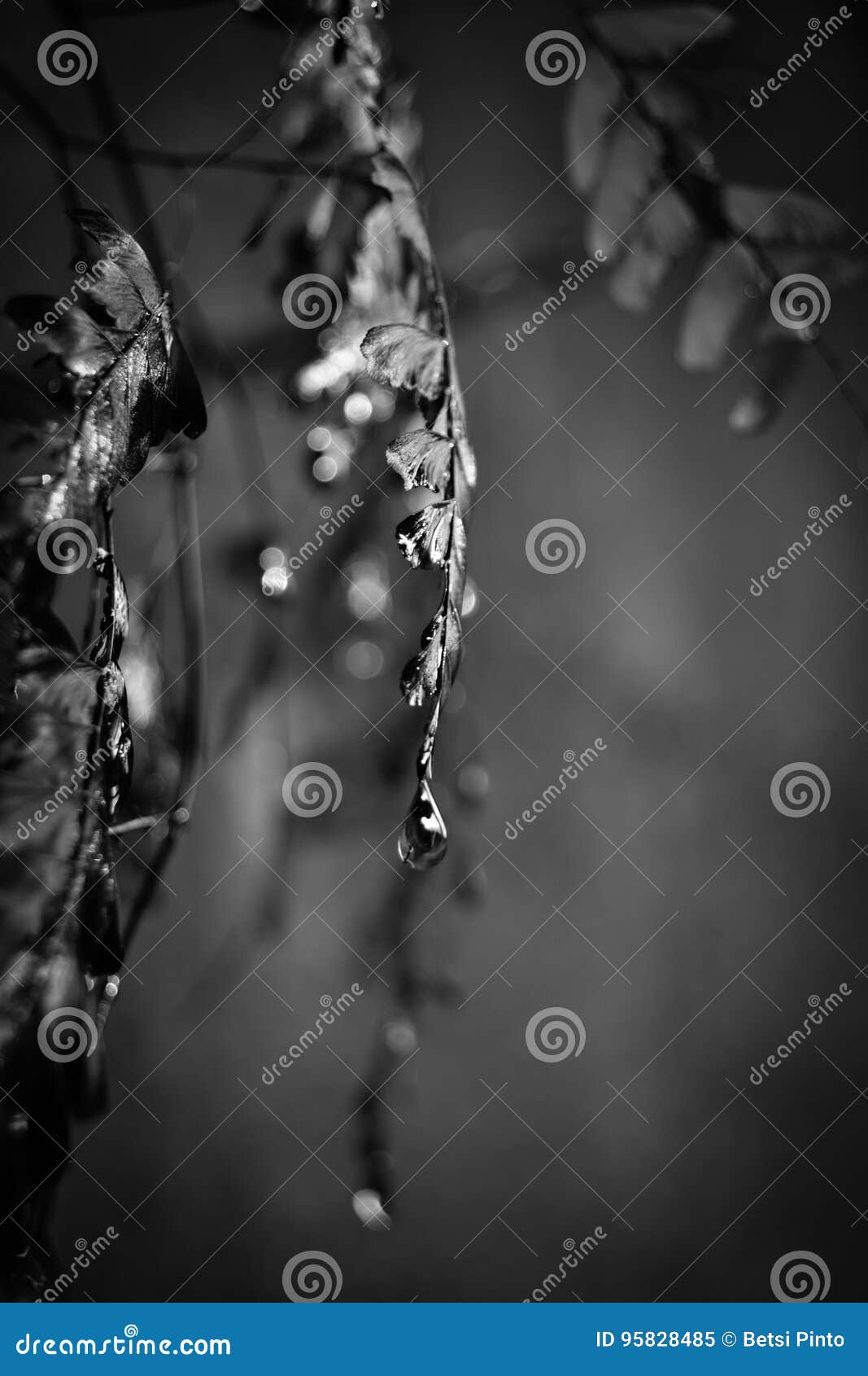 Rain Drop stock image. Image of black, white, nature - 95828485