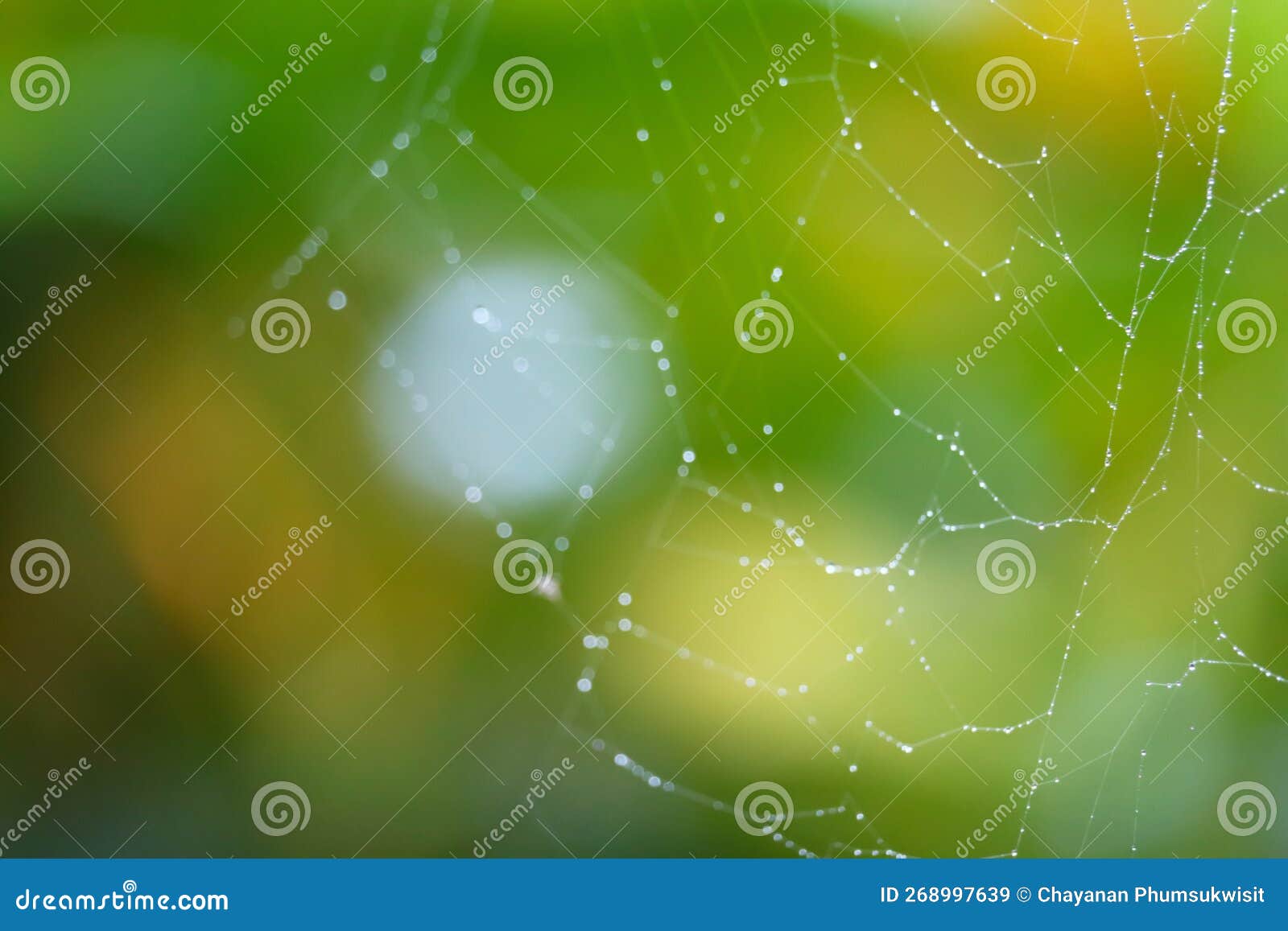 Rain Drop Blurred Cobweb Natural Pattern Abstract Stock Image - Image ...
