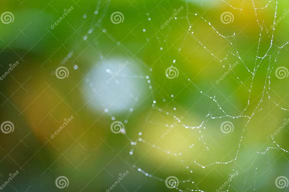 Rain Drop Blurred Cobweb Natural Pattern Abstract Stock Image - Image ...