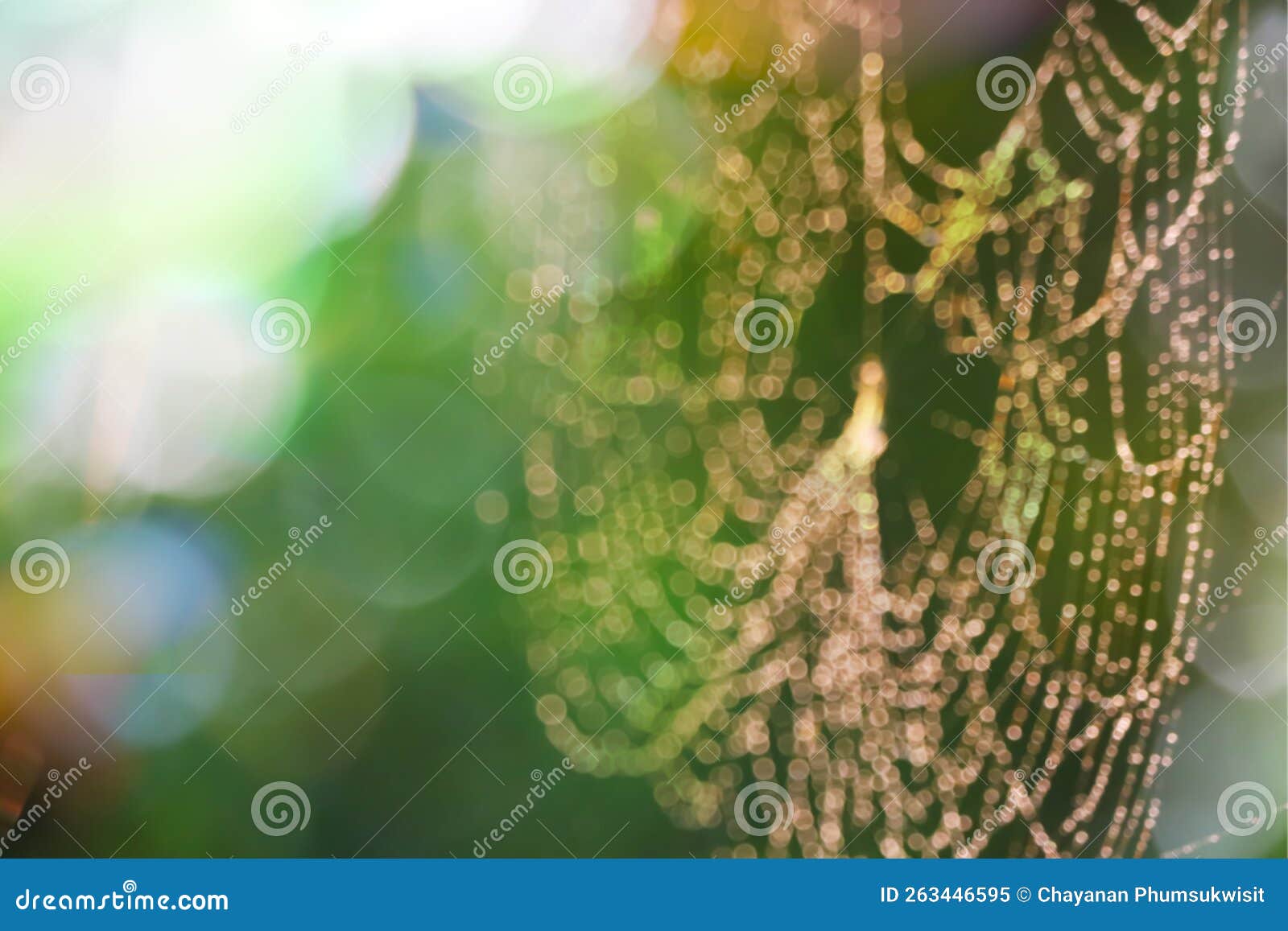 Rain Drop Blurred Spiderweb Natural Pattern Abstract Stock Image ...