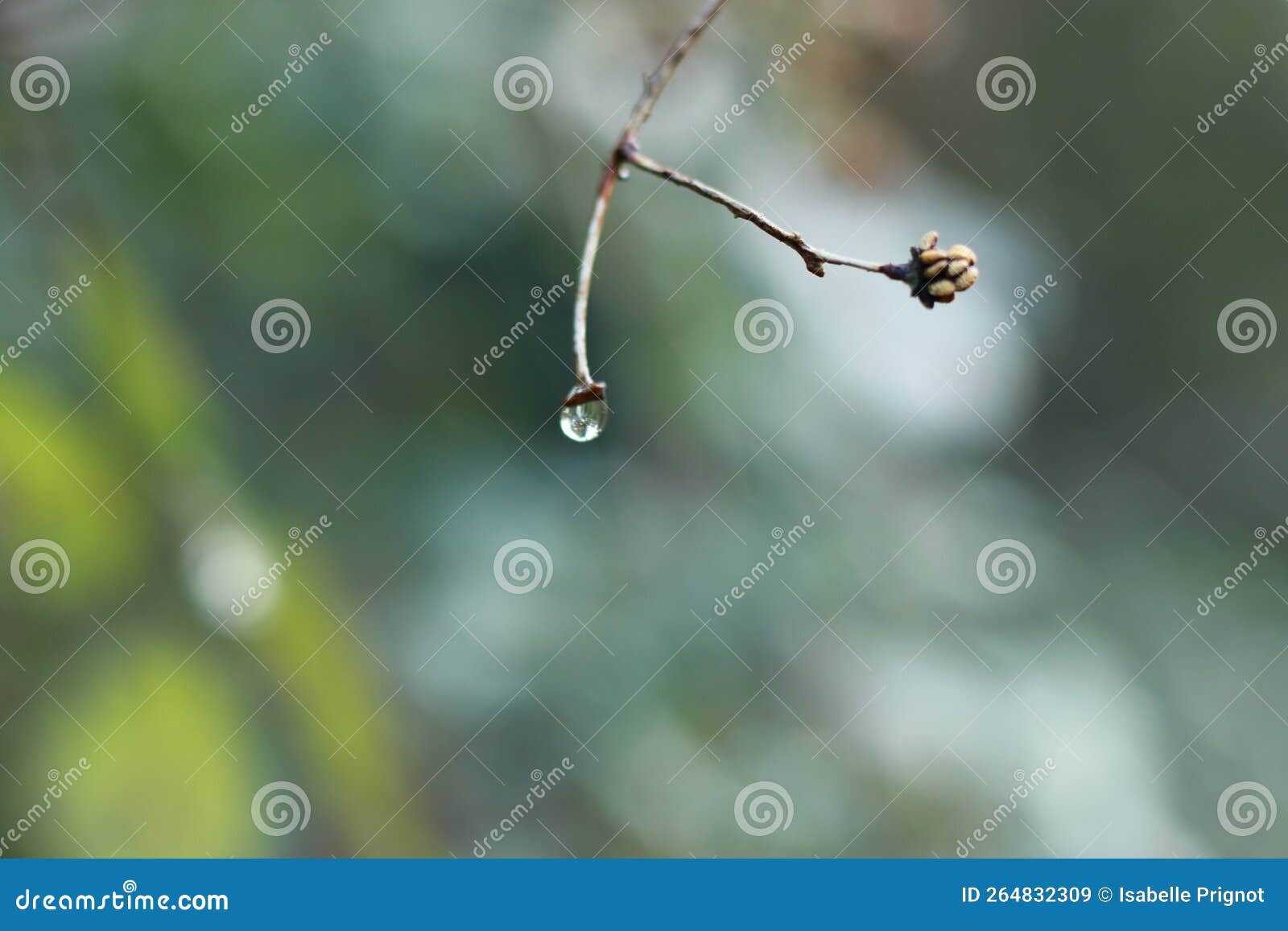 Rain drop on the branch stock image. Image of plant - 264832309