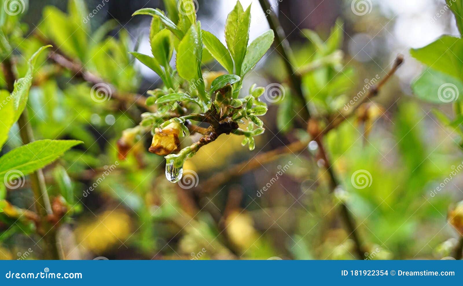 Rain Drop on a Bush after a Storm Stock Photo - Image of birch, rain ...