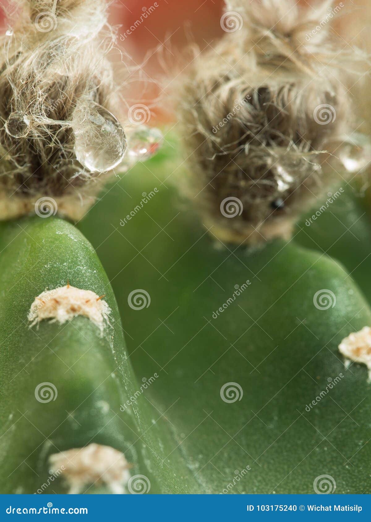 Rain Drop on the Cactus stock photo. Image of green - 103175240