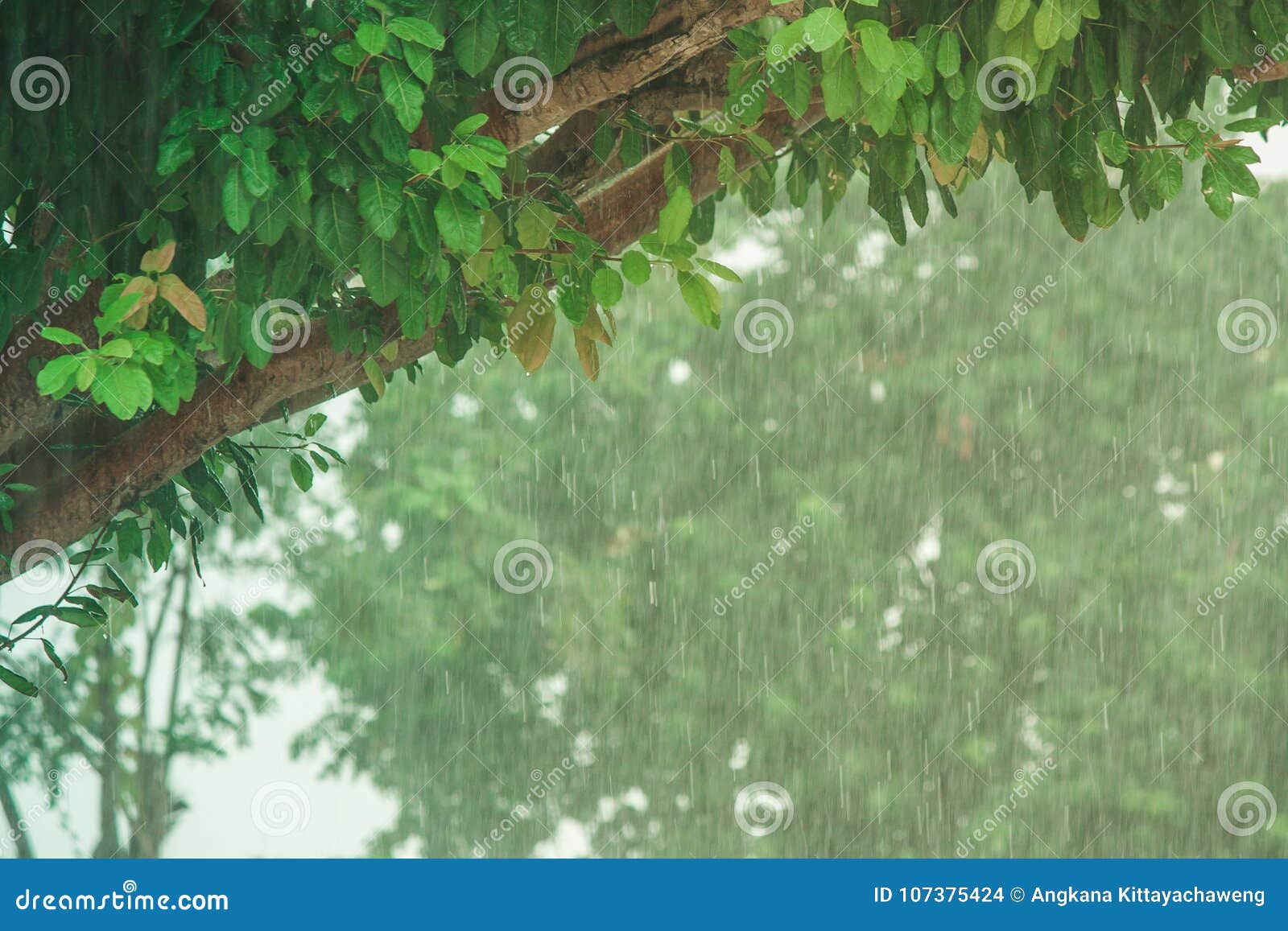Rain Drop Falling on Concrete Floor with Green Natural Background. Soft ...