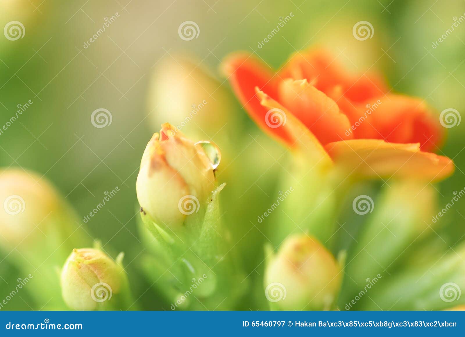 A rain drop on flower stock image. Image of flower, macro - 65460797