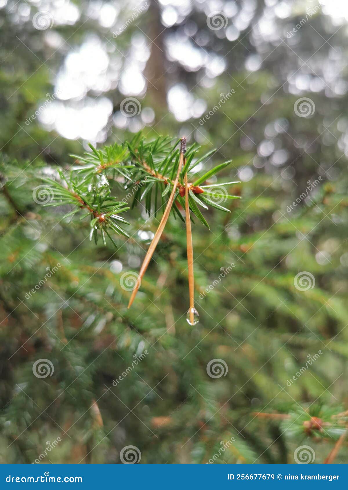 Rain Drop Forest Spruce Conifer Stock Image - Image of drop, rain ...
