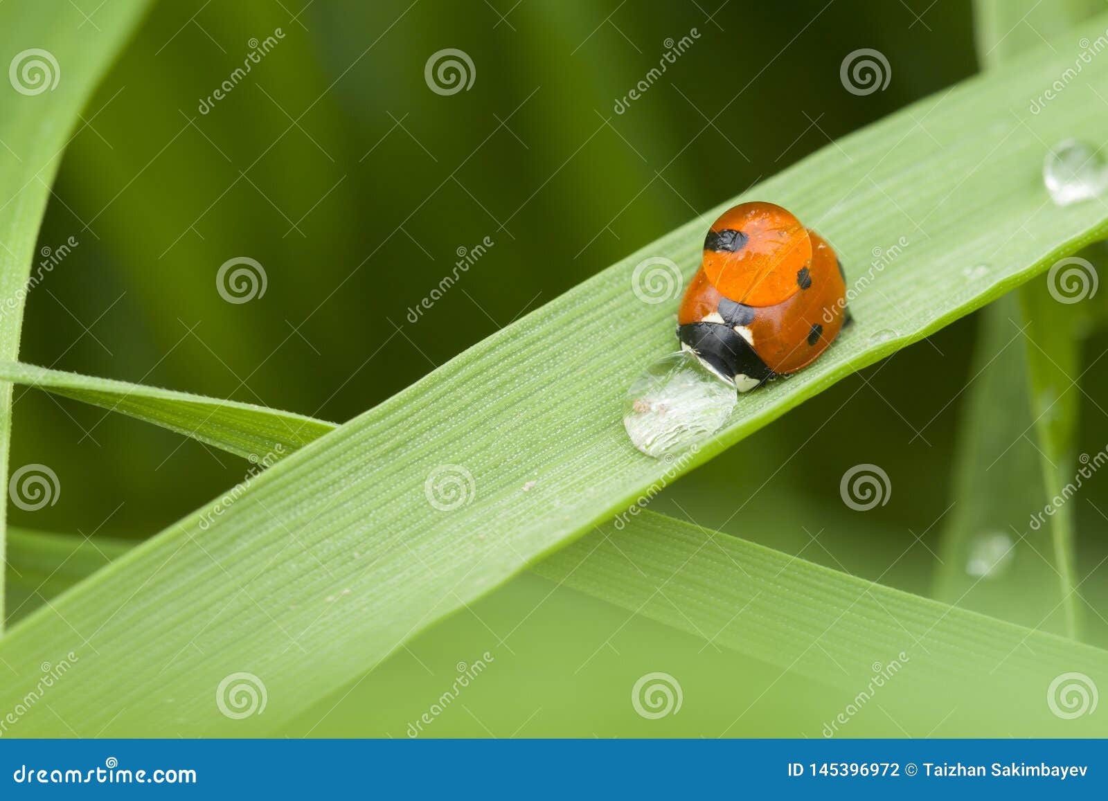 Rain drop on a ladybug stock photo. Image of growth - 145396972