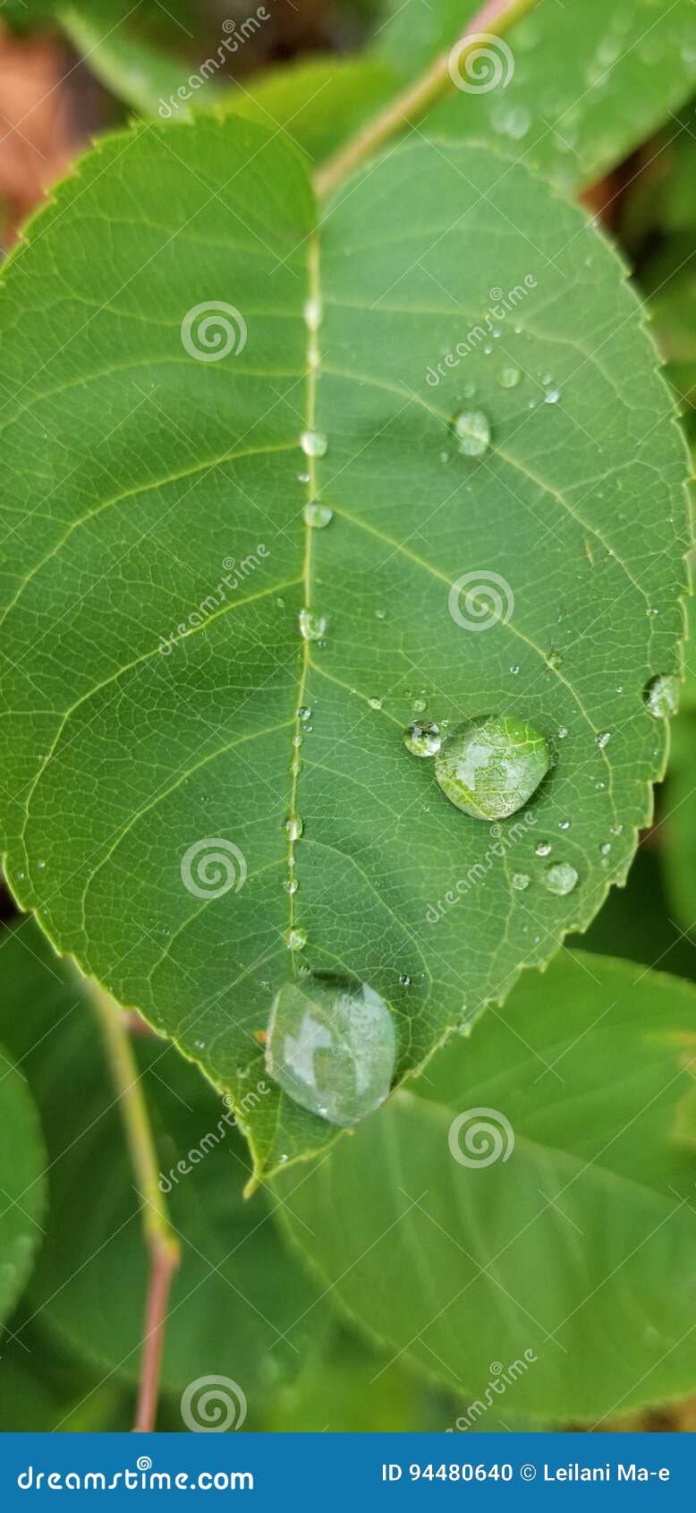 After the rain stock photo. Image of drop, leaf, rain - 94480640