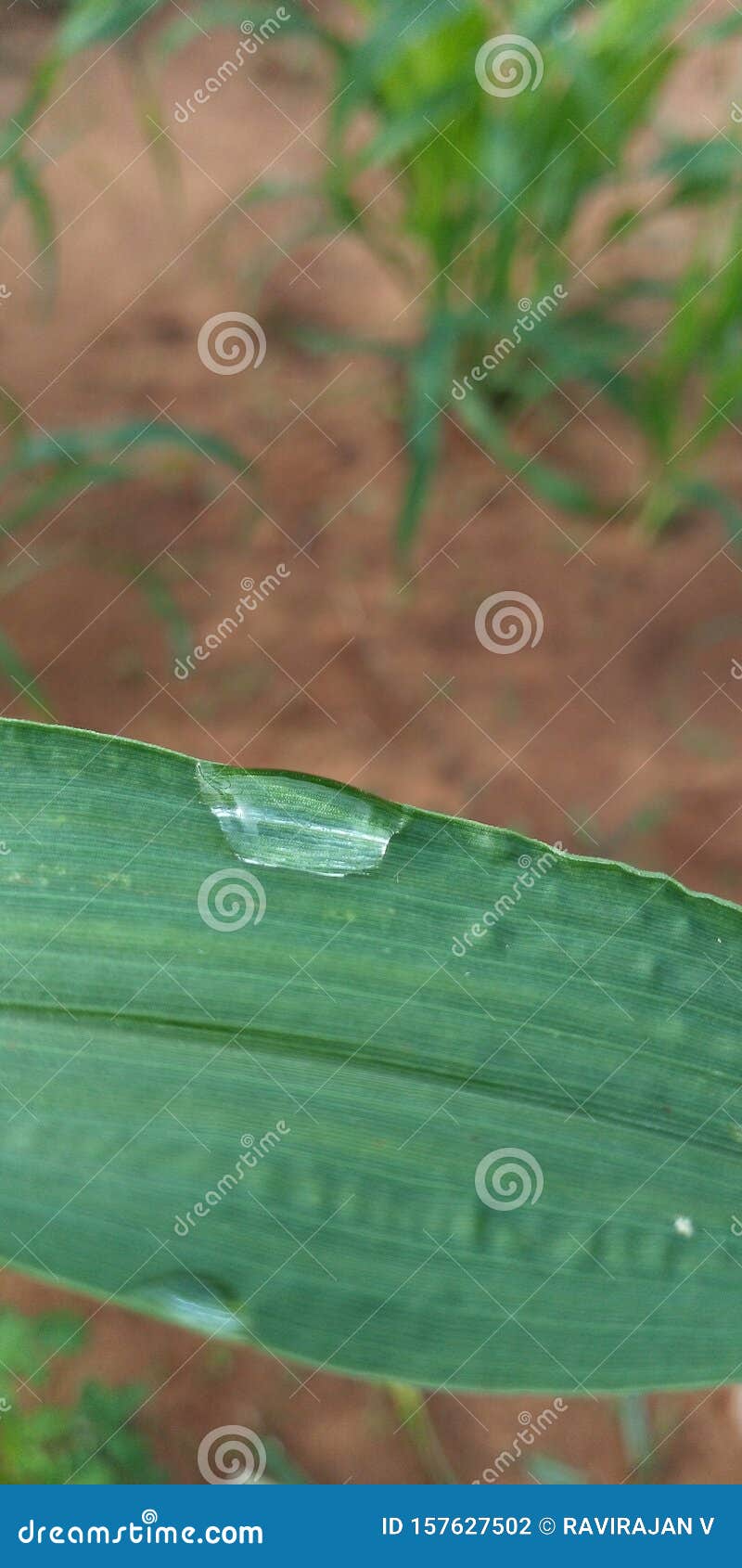 Rain drop on the leaf stock photo. Image of velvet, forms - 157627502