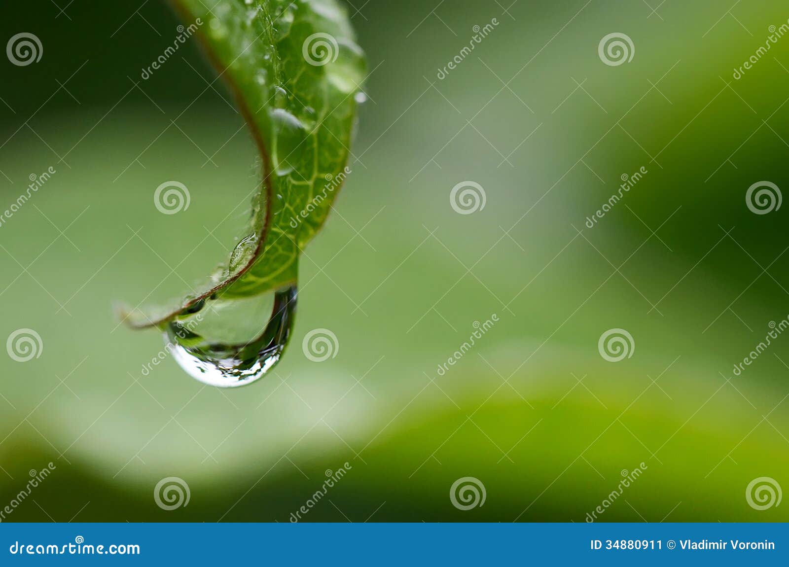 Rain drop on a leaf stock image. Image of close, freshness - 34880911