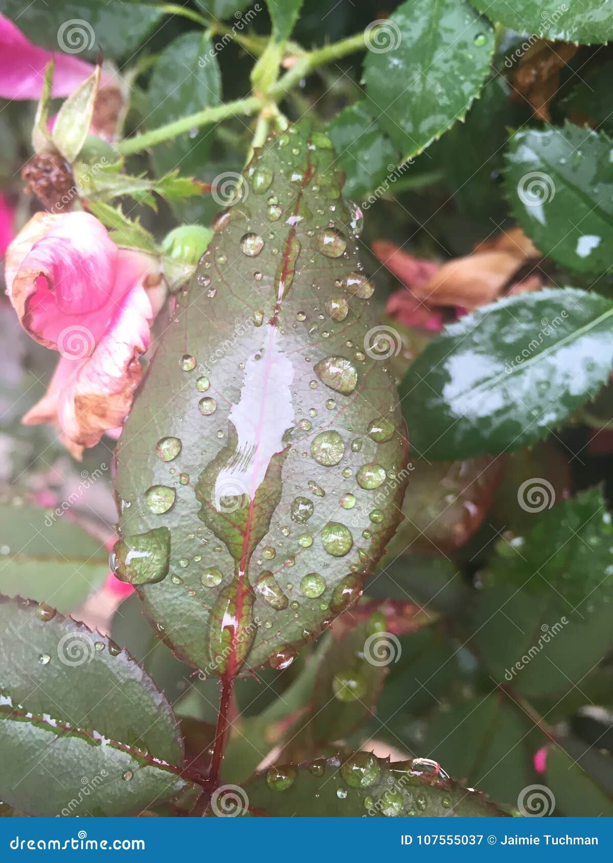 Rain drop on a leaf stock image. Image of outdoors, botany - 107555037