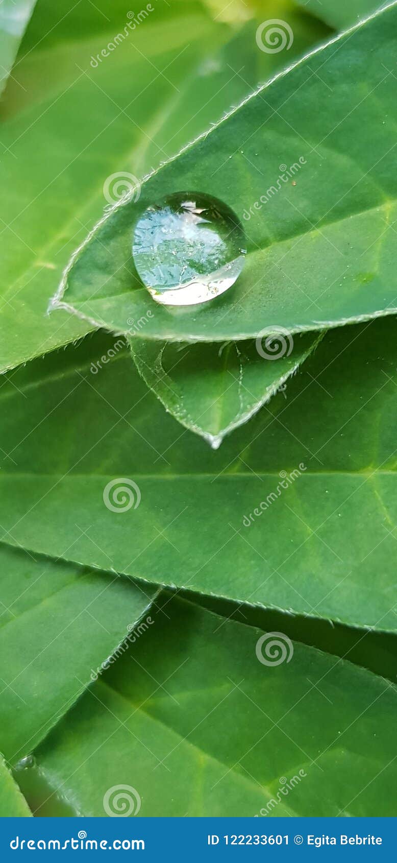 Rain drop on leaf stock image. Image of drop, green - 122233601