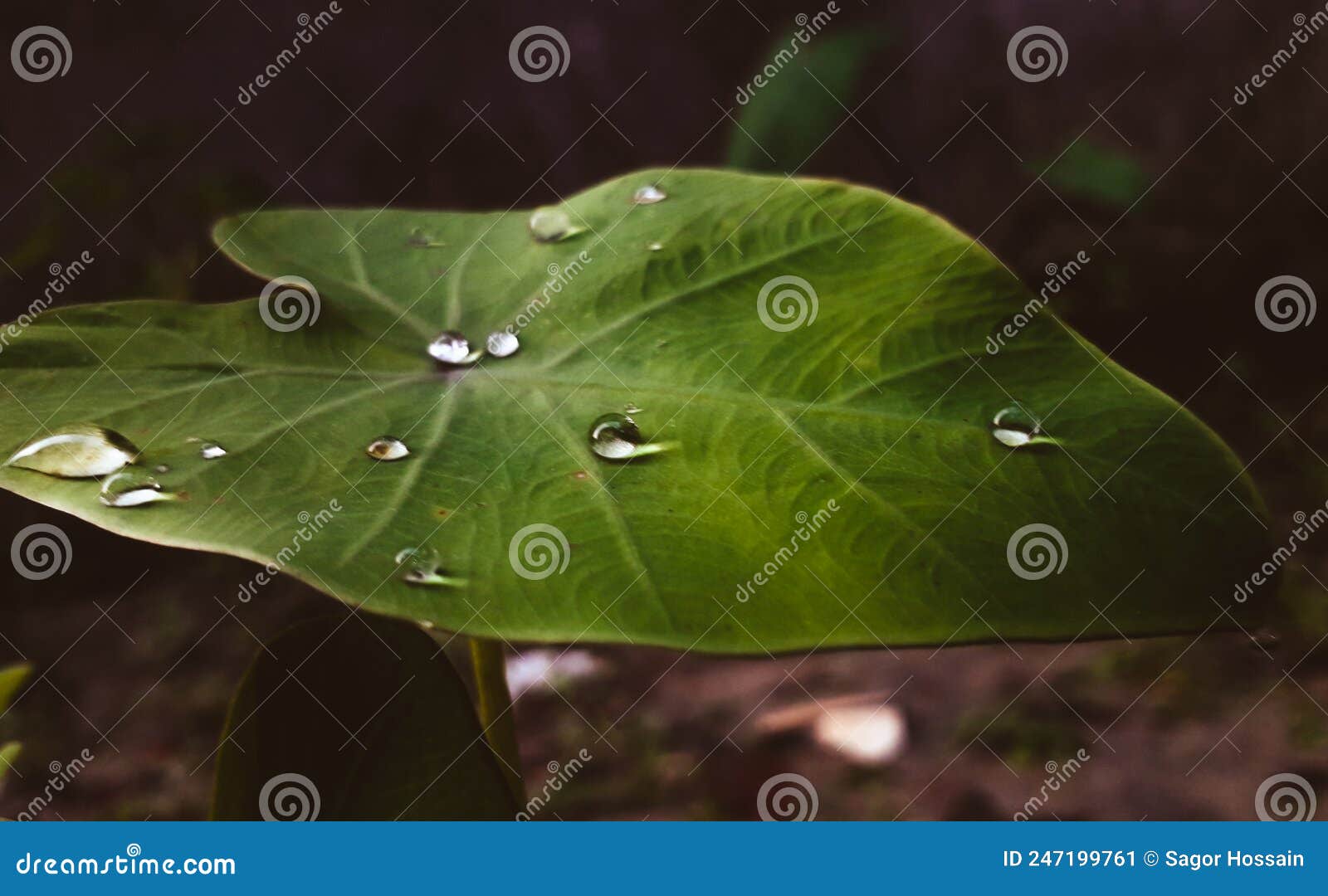 Rain drop on leaf stock image. Image of drop, flower - 247199761