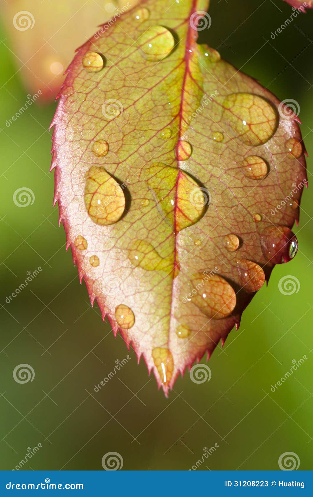 Rain drop on leaf stock image. Image of nature, swamp - 31208223